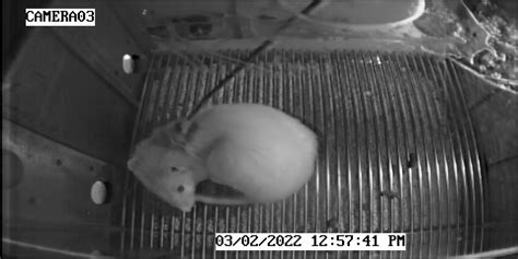 Rat Demo Instance Segmentation Dataset By Mixed Annotations