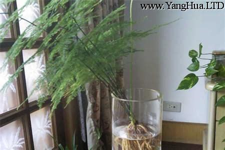 水培文竹自製營養液方法 養花網