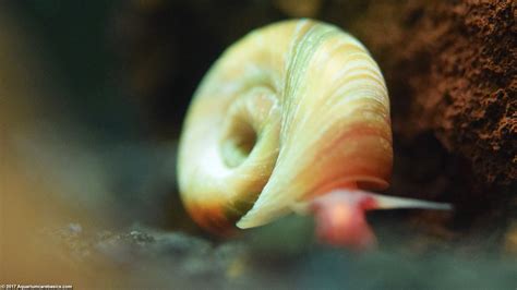 Ramshorn Snail Care Size Food Reproduction Lifespan Video Ramshorn Snail Care Size Food Reproduction Lifespan Video