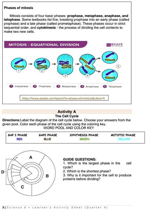 Solved 1 Which Is The Largest Phase In The Cell Cycle 2 Which Is The Shortest Phase 3 Why