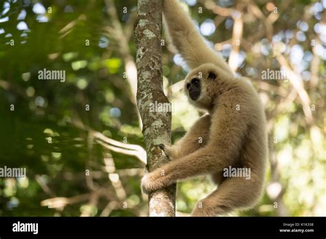 The Lar Gibbon Hylobates Lar Also Known As The White Handed Gibbon