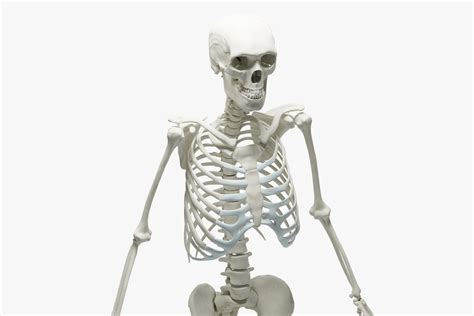Ultimate 3d Human Skeleton Model Perfect For Medical Training And Scientific Research 3d Model