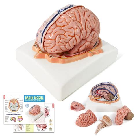 Enlarged Anatomical Brain Model At Sherry Ramos Blog