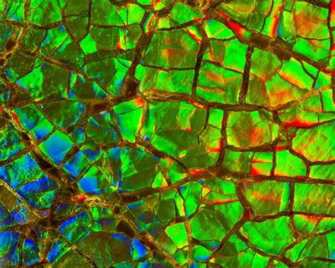 Amazing Images Under The Microscope That Reveal Invisible To The Naked Eye Universe Pics