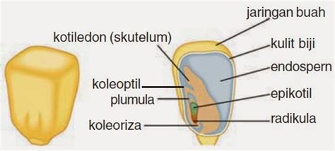 Struktur Biji Tumbuhan Dikotil Dan Monokotil Struktur Biji Tumbuhan Dikotil Dan Monokotil