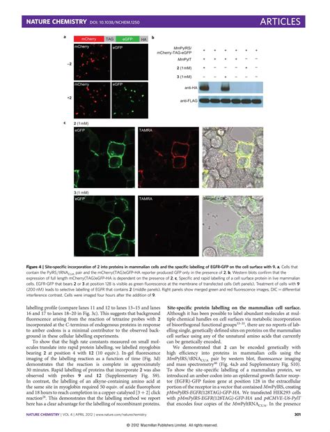 Genetically Encoded Norbornene Directs Pdf Chemistry Science