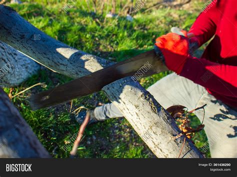 Man Cutting Tree Saw Image Photo Free Trial Bigstock