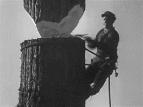 Tree GIF Find Share On GIPHY Tree GIF Find Share On GIPHY