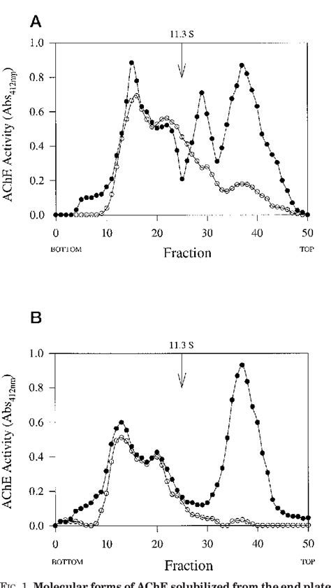 Figure 1 From A Major Portion Of Synaptic Basal Lamina Acetylcholinesterase Is Detached By High