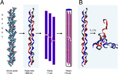 Type 1 Collagen Structure