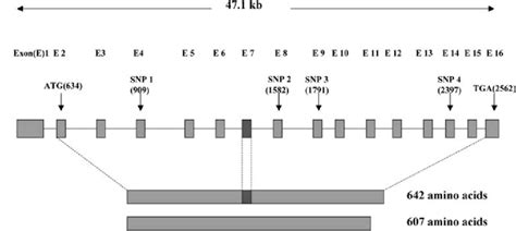 Gene Structure And Four Novel Coding Single Nucleotidepolymorphism Download Scientific Diagram