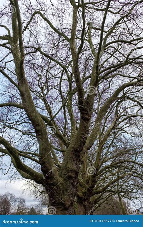 A Very Tall And Long Naked Tree With Many Branches Victoria Park Uk Stock Image Image Of