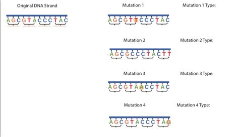 Solved Original Dna Strand Mutation 1 Mutation 1 Type