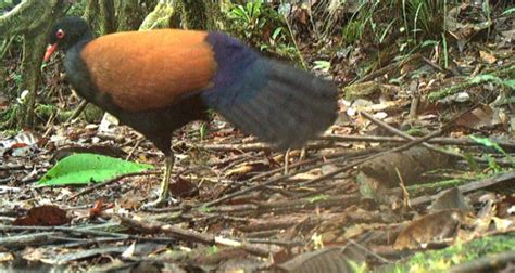 Hi There Birdie Extinct Bird Seen For First Time In 140 Years Owl
