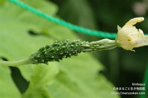 ツルレイシ 日本まるごと生き物図鑑