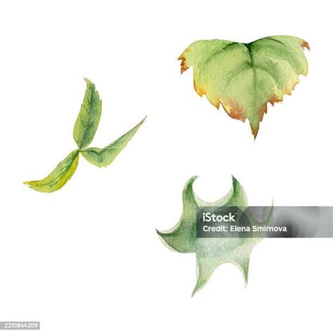 라즈베리 과일 용기 물 이슬 방울 씨앗 깍지 토러스 클러스터 줄기의 꽃잎 수채화로 손으로 그린 잎 정원 이슬나무 뽕나무 진들딸기 식물 격리 요소 일러스트 세트 결혼식에 대한