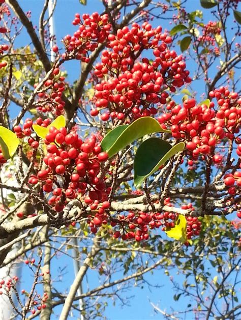 제주도 가로수 궁금한 빨간열매 먼나무 사랑의 열매 나무 네이버 블로그