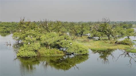 In A Swampy Area Sprawling Trees And Green Grass Grow Stock Image