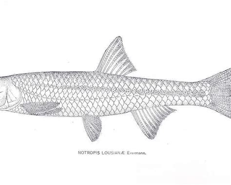 Notropis Atherinoides