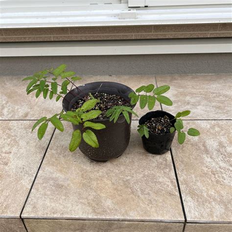 【中古】ワレモコウワレモコウ苗吾亦紅吾亦紅苗われもこう山野草 メルカリ