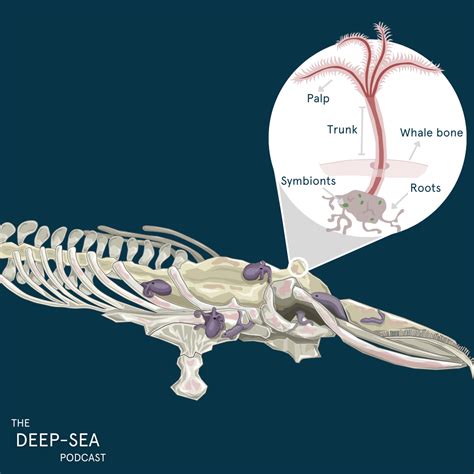 Life After Death An Interview With Craig Smith — Armatus Oceanic