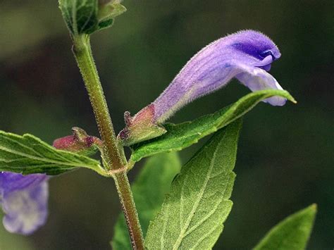 Bán Vị Thuốc Bán Chi Liên Y Học Cổ Truyền