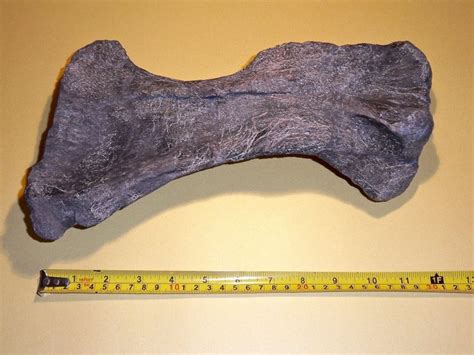 Dinosaurier Fossiler Knochen Hypacrosaurus Altispinus 30 Cm 20 Cm Catawiki