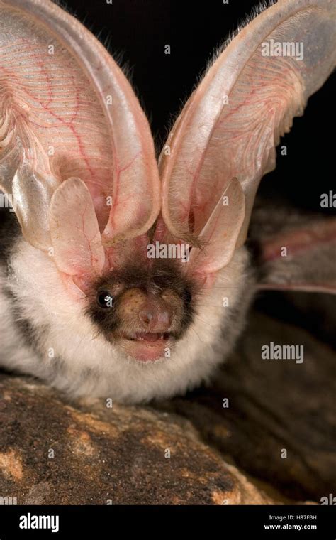Spotted Bat Euderma Maculatum Roosting At Night Near Grand Canyon