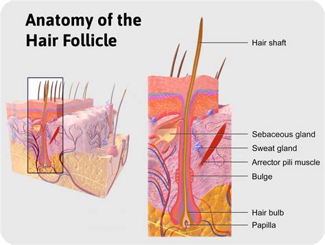 Hair Follicle Anatomy Large Peach Clinics