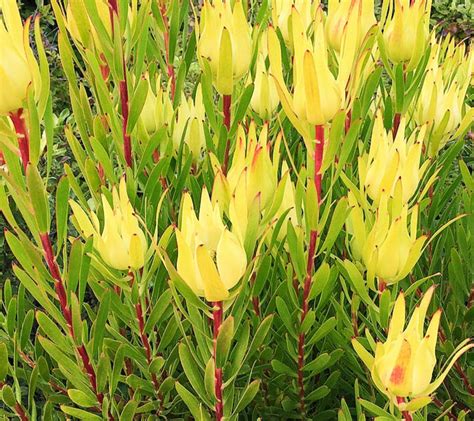 Leucadendron Laureolum X Salignum Inca Gold Peninsula Conebush