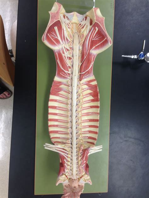 Spinal Nerves Brachial Plexus Lumbar Plexus Cevical Plexus And Cranial Nerves