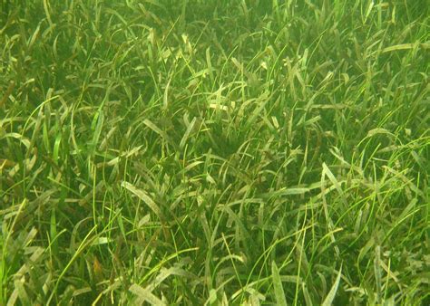 Species Of Sea Grass With Anticancer Properties Will Be Studied In Cuba
