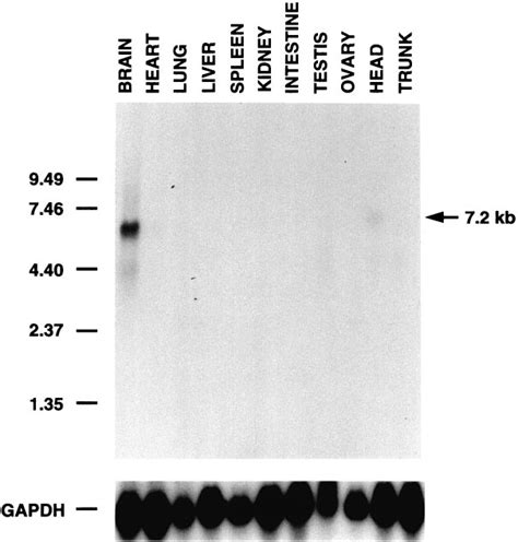 Expression Of Cux 2 In Adult And Neonatal Mouse Upper Panel Northern Download Scientific