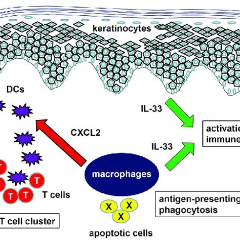 Role Of Fibroblasts In Ad Fibroblasts Express Ccl17 Ccl11 Ccl26 Download Scientific Diagram