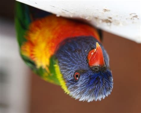 Php Imagick Flipimage