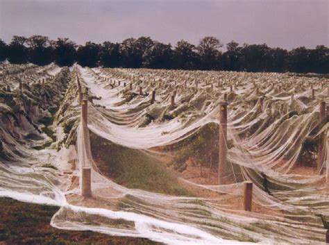 Bird Netting Suppliers Protection For Fruits And Vegetables
