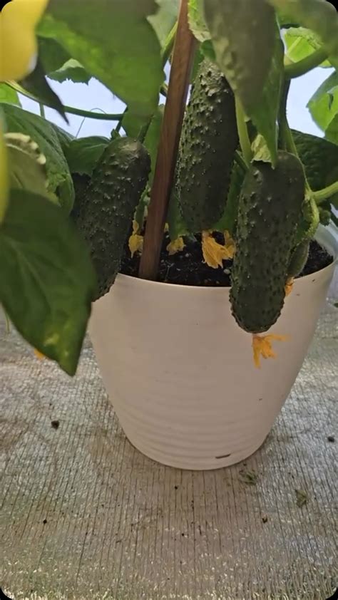 Цветущий сад Дача Огород🌻🌼🌹 📝 Почему семена не всходят Всего одно ваше действие может им