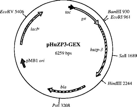 Figure 1 From The Polypeptide Backbone Of Recombinant Human Zona Pellucida Glycoprotein 3
