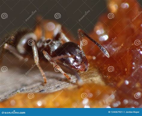 Ant Eating Dates Och Socker Fotografering För Bildbyråer Bild Av Svart Mikroskop 124367921