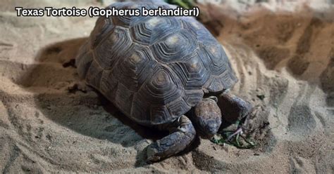 Gopherus Berlandieri Texas Tortoise The Turtle Hub