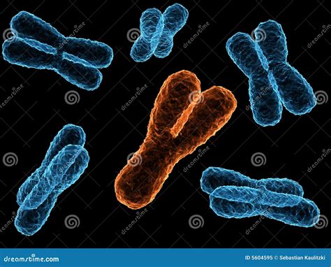 Chromosomes Stock Illustration Illustration Of Science 5604595