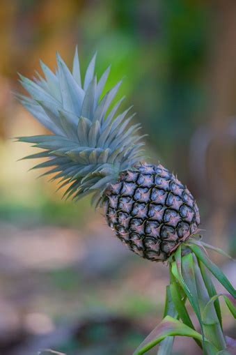 농장에 있는 어린 파인애플 녹색 나무와 금빛 배경이 있는 들판에서 자라는 열대 과일 0명에 대한 스톡 사진 및 기타 이미지 0명 건강한 생활방식 과일 Istock