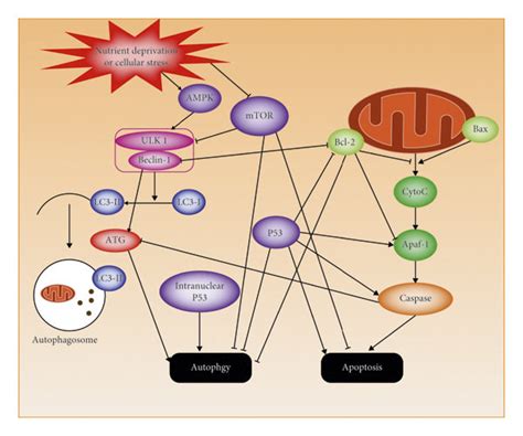 The Crosstalk Between Autophagy And Apoptosis A In Physiological