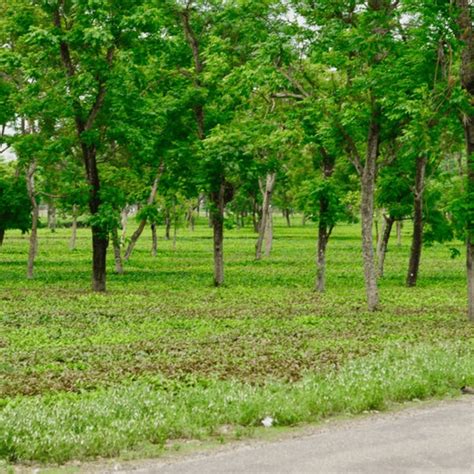 Top 10 Benefits Of Tree Plantation For The Environment Grow Billion Trees