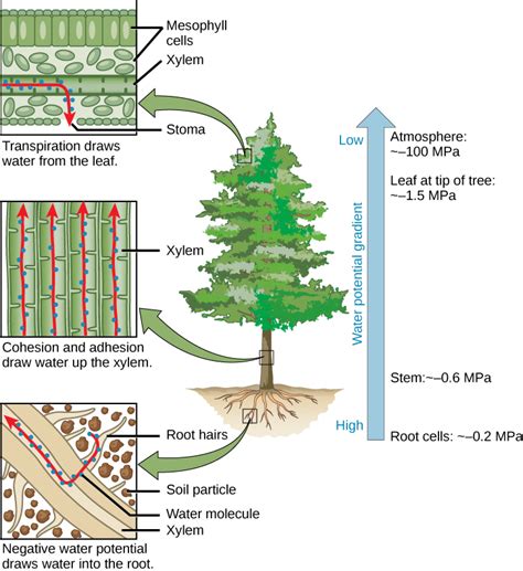 Biology Plants Plants Plant Physiology