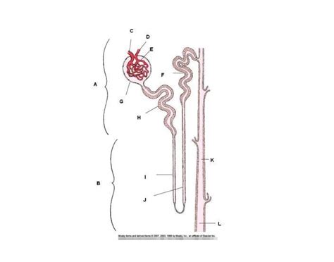 Nephron And Collecting Duct Anatomy Quiz