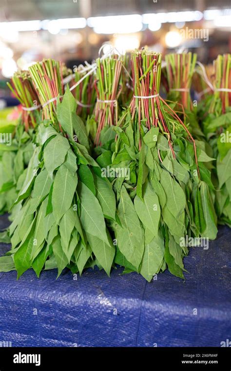 Cassava Leaves