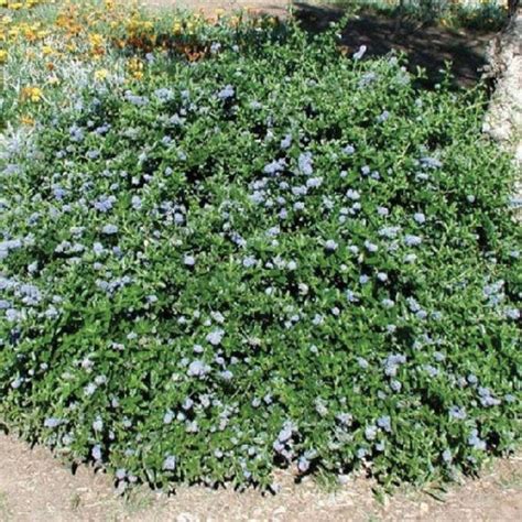 Ceanothus Griseus Horizontalis Vyieml