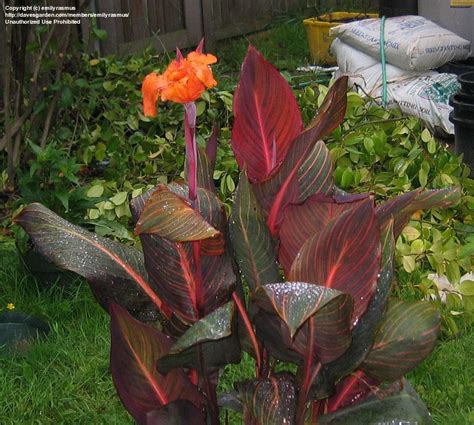 Plantfiles Pictures Canna Lily Tropicanna Canna X Generalis By