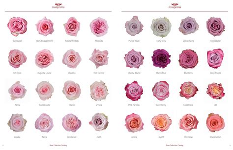 Rosaprima Rose Collection Catalog By Rosaprima Issuu